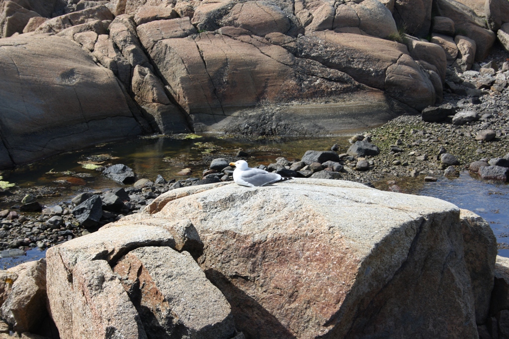 Ta roret kjerring » Bilder fra Svenner fyr