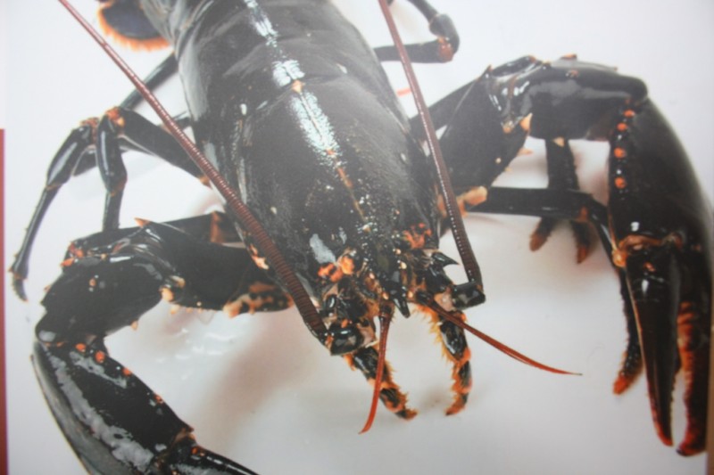 Ta roret kjerring Skalldyr Arkiver - Ta roret kjerring